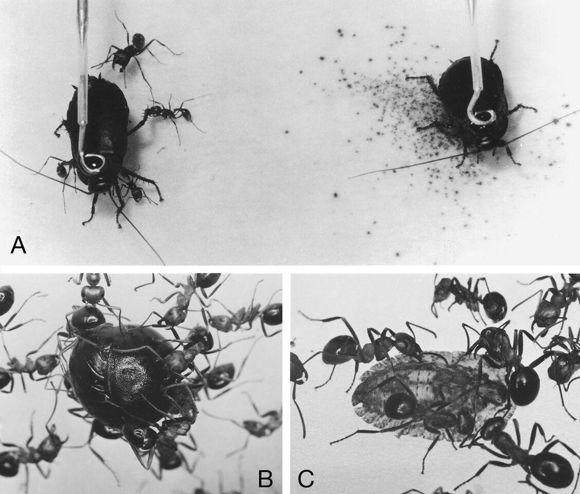 I Am Officially in Love With Cockroaches – marceloredruello