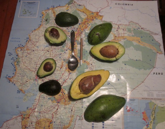 My "Avozilla" Ripened Today : r/australia